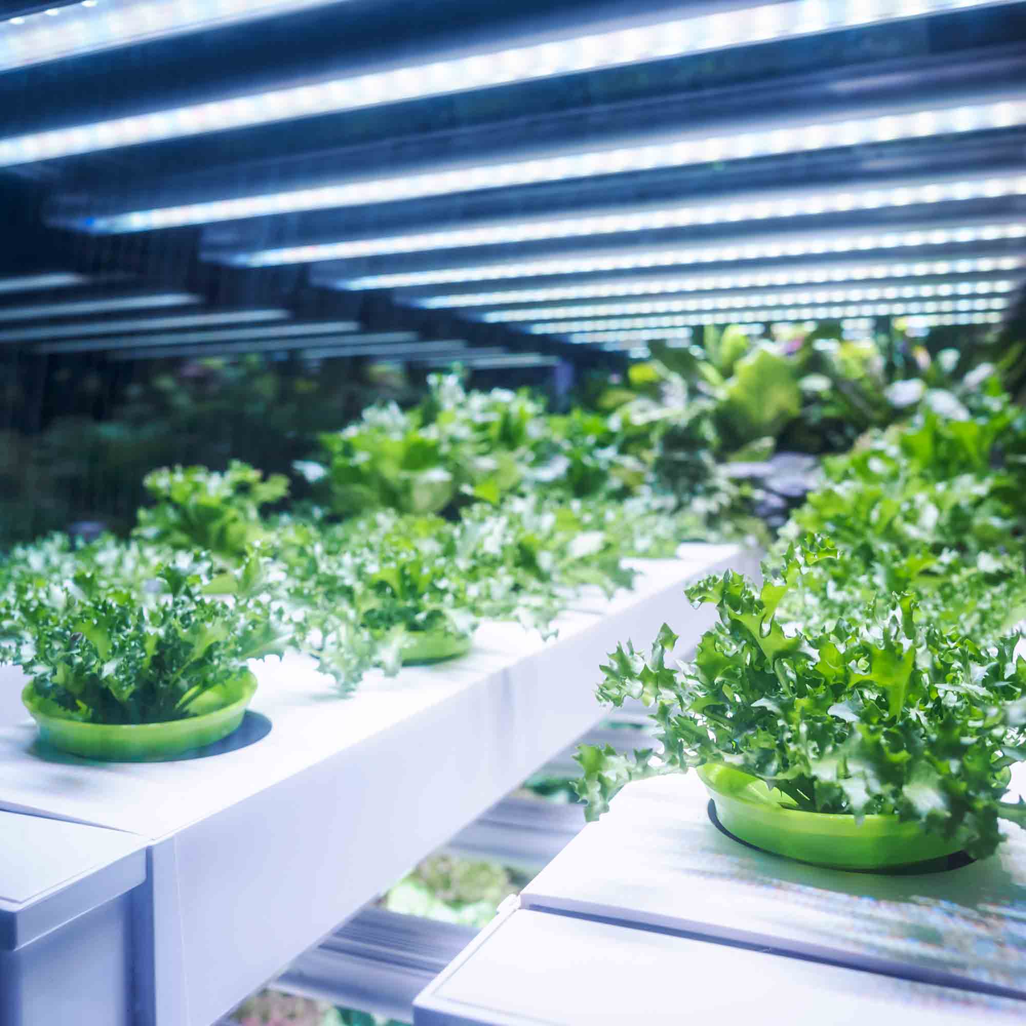 Spinach could Send Emails – True but not fully true: I ain’t kidding ...